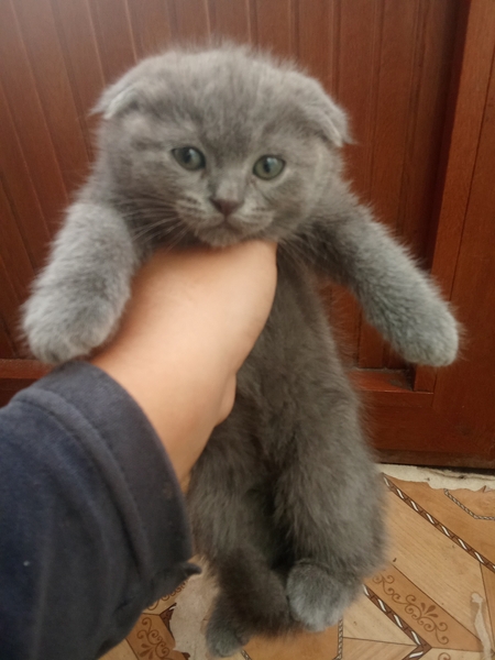 Продается кошка скотиш фолд и скотиш страйд