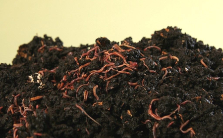 Sifatli Biogumus