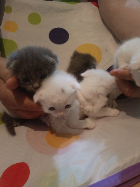 Продаётся котята