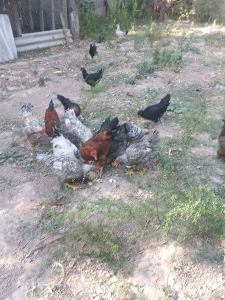 Malotka xoroz tovuqlar