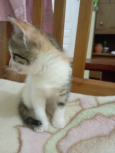 Кошка трехцветная