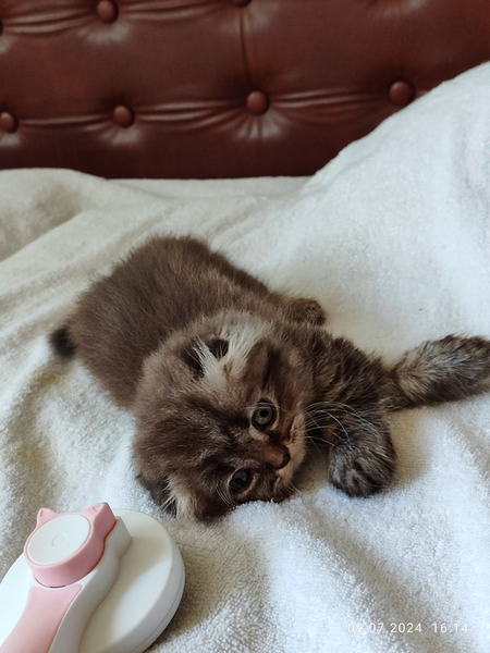 Продается Шотландский Скоттиш фолд мальчик