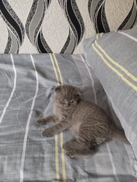 Продается котенок породы скотишь фолд мальчик