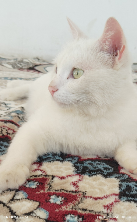 Turk Angora Ovchi Mushuk