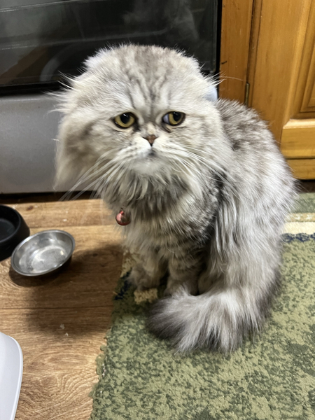 Продаётся Персидский кот