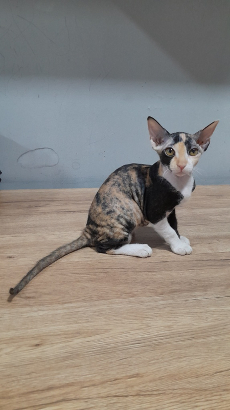 Продаётся котёнок