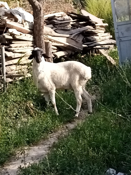 Qochqor sotiladi
