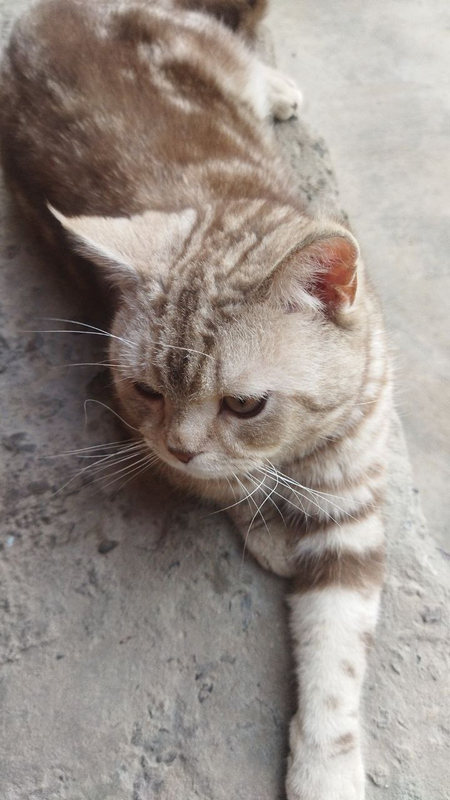Zotli mushuk sotiladi