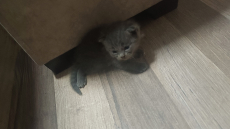 Продаются котята