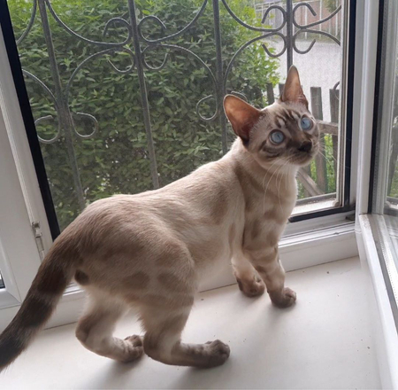 Бенгальские котята
