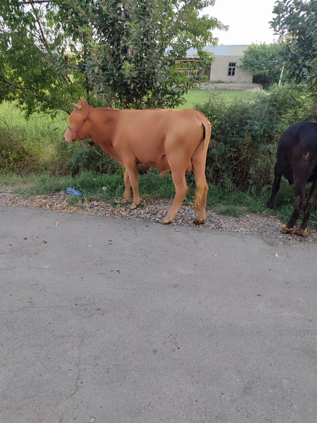 Buqacha sotiladi