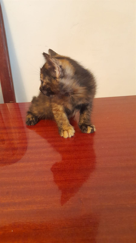 Отдам в добрые руки