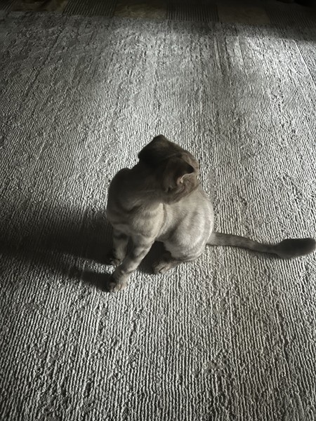 Кошка скотиш фолд