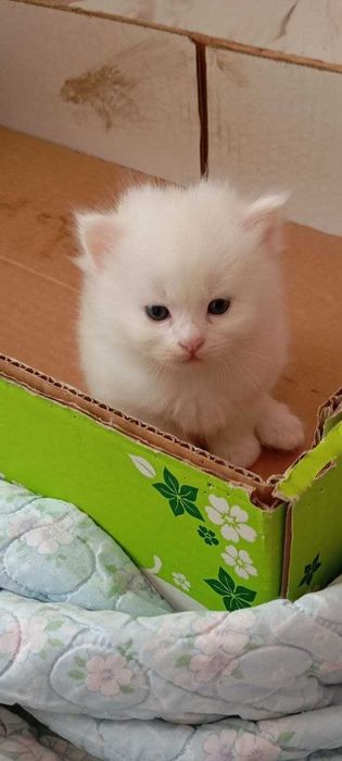 продам белых пушистых котят
