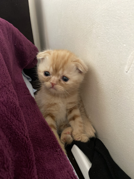 Скоттиш фолд