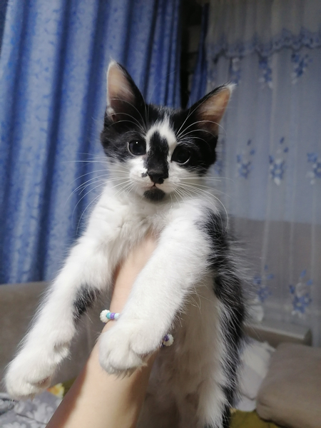 Отдам даром котят