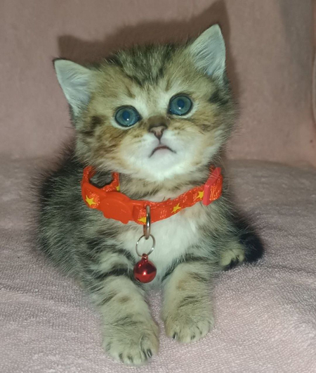 Продаются Шотландские котята