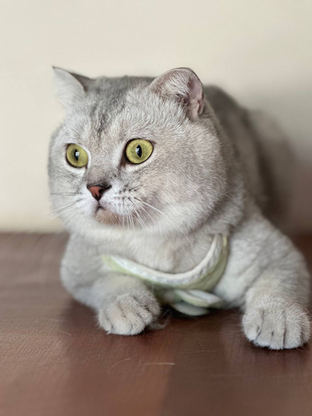 Вязка кошек БРИТАНСКИЙ