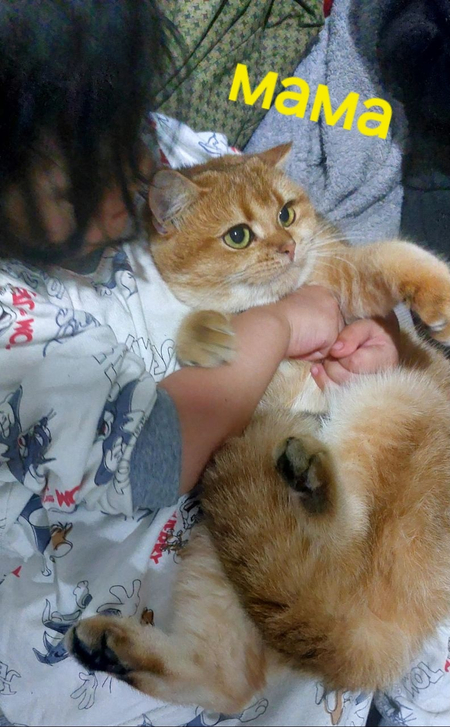 Шотландский золотая шиншилла