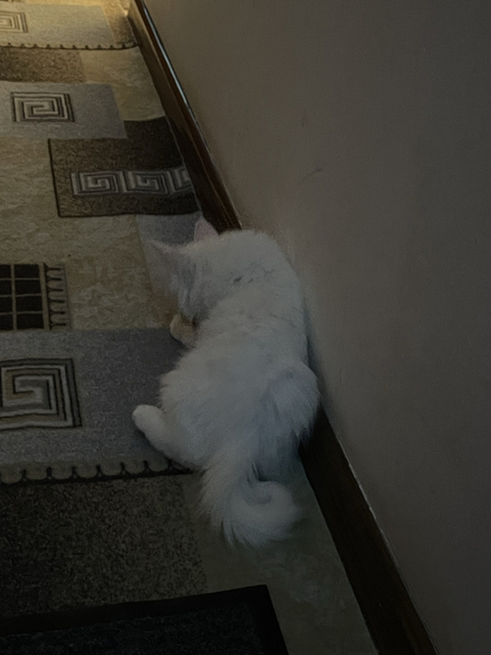 Отдам котят в хорошие руки!!