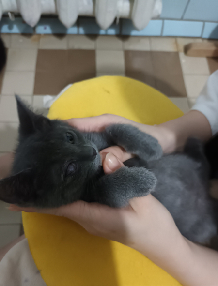 Пристривается котёнок