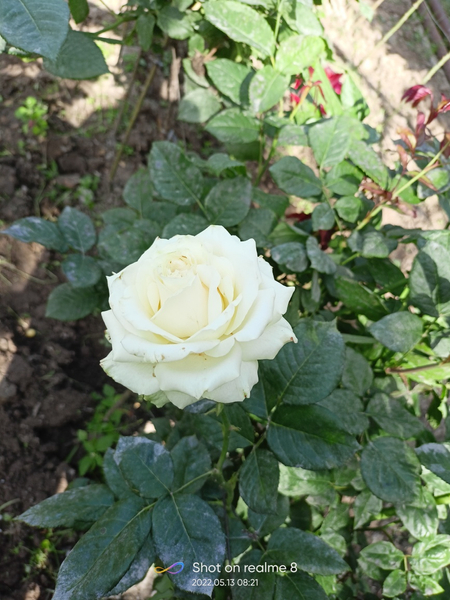 Shtampoviy atirgullar