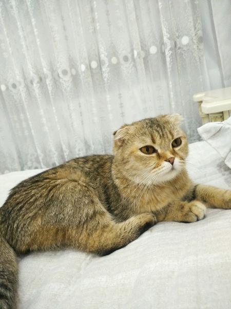 Сотилади,зоти Золотая шиншила