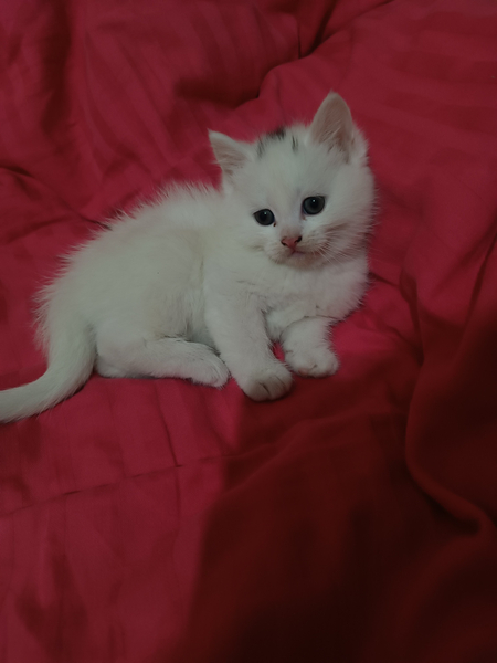 Продаются котята