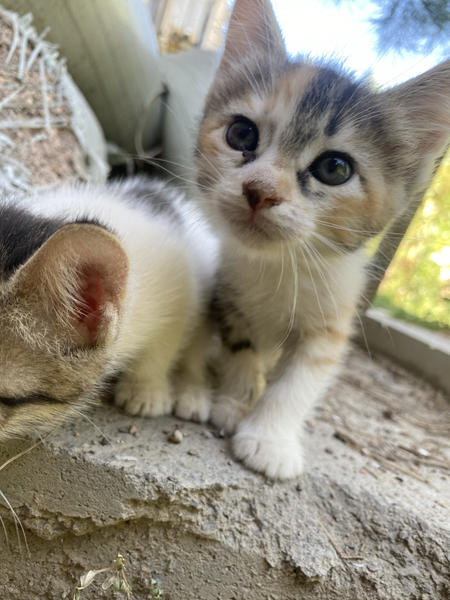 Отдам котят