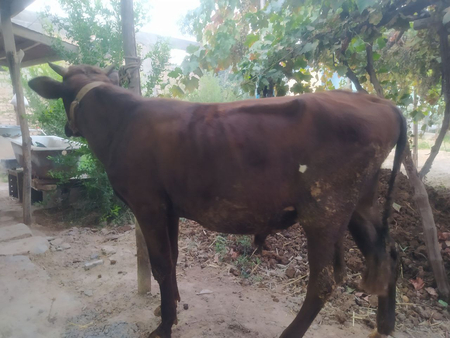 Boqishga tayyor buqa sotiladi