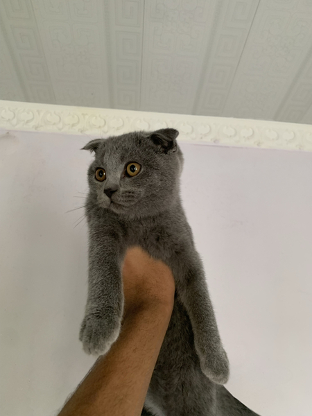 Scottish Fold mushula