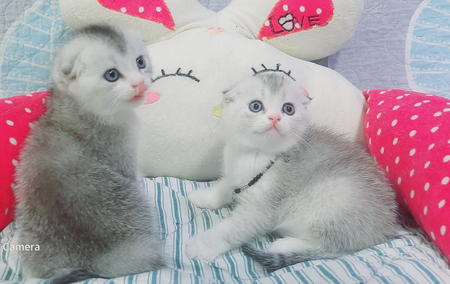 Скоттиш фолд мальчики