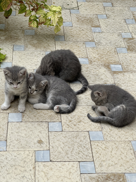 Продаются милые котята