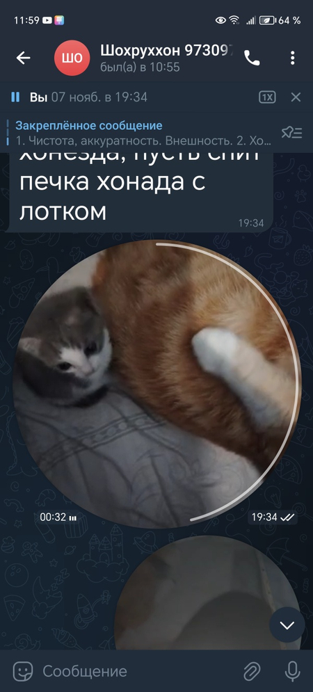Котёнок красивый озорной