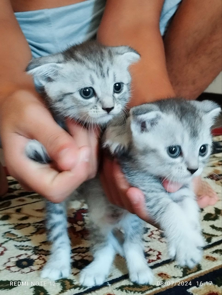 Шотландские вислоухие котята