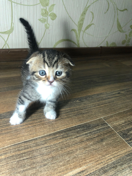 Котята породистые