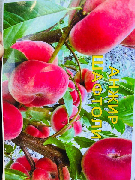 Мевали кўчатлар (кочат кучат кучатлар кочатлар)