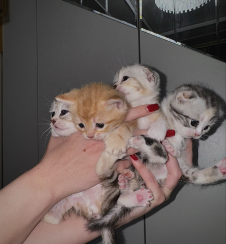 Котята скоттиш фолд