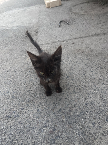 Описание* Котёнок чёрный красивый ласковый