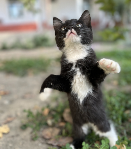 Котёнок, Маргилан, 50 000 сум.