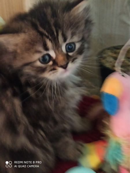 Котята продаются скотиш. страйтики