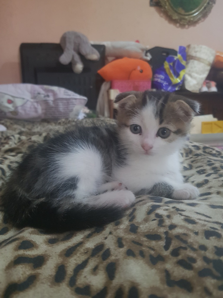 Котёнок скоттиш-фолд