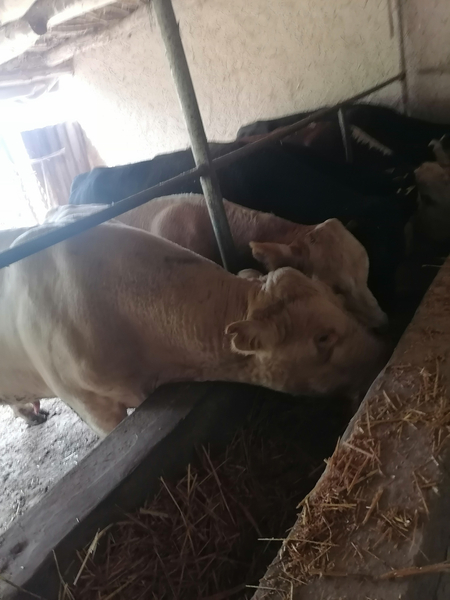 Buka auliekol. Akboch
