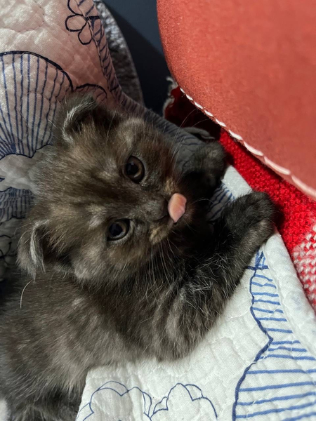 Котята Скоттиш фолд и страйт