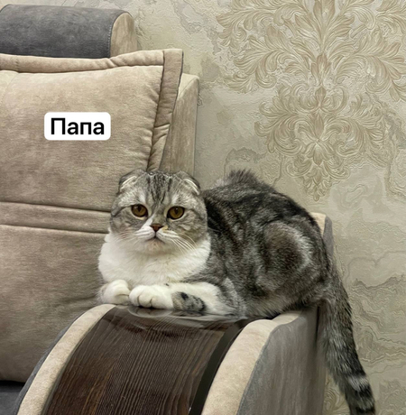 Котята скоттиш фолд