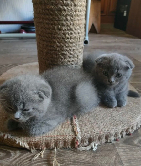 Шотландские вислоухие котята