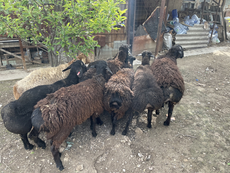 Qoylar Halol boqilgan