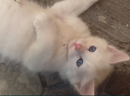 Котёнок Турецкая ангора