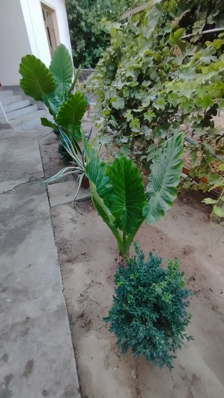 Xonaki gullar, комнатное растение
Benjamin ficus