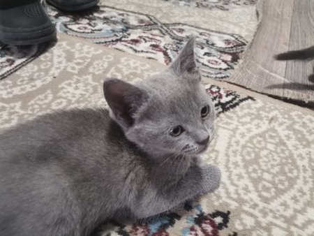 Продаётся котята породистый